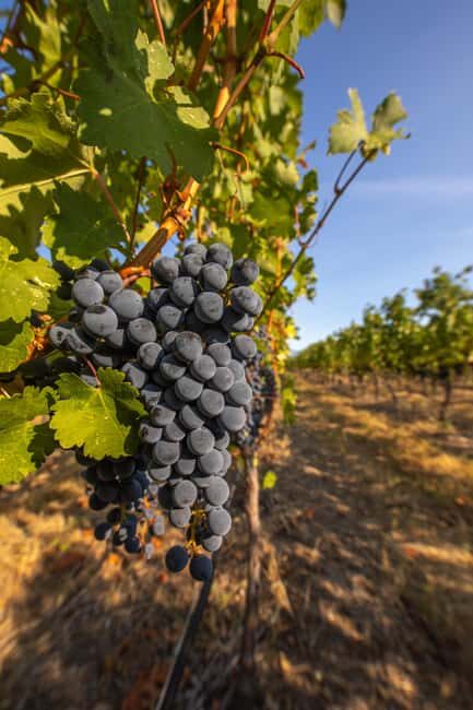 Osoyoos: Osoyoos Full Day Guided Wine Tour - Transport and Comfort