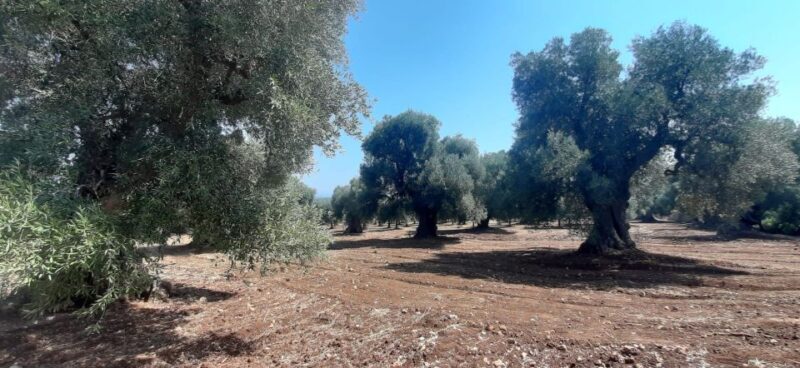 Ostuni: Guided e-bike tour to rock village & olive trees - Why We Think This Tour Is Worth It