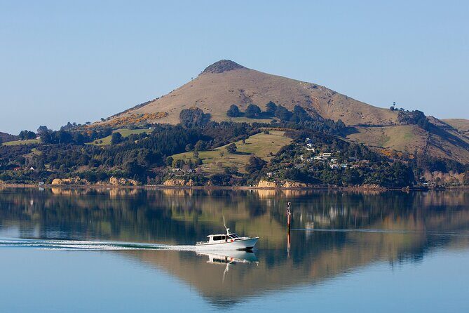 Otago Harbour Wildlife Cruise (Dunedin Shore Excursion) - Key Points