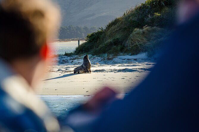 Otago Harbour Wildlife Cruise (Dunedin Shore Excursion) - Who Should Consider This Tour?