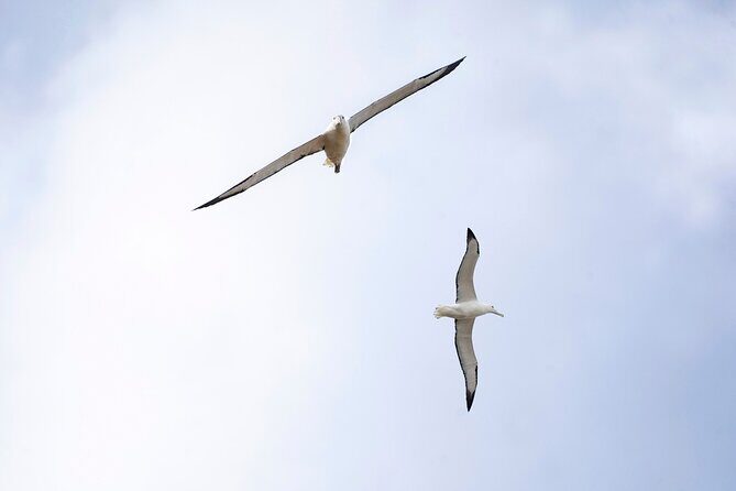 Otago Peninsula In-Depth Tour & Blue Penguins Pukekura Experience - An In-Depth Look at the Otago Peninsula & Pukekura Experience