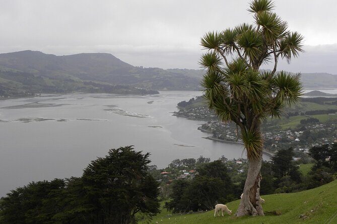 Otago Peninsula Tour and Larnach Castle City Sights (min 4 ) - Who Is This Tour Best For?