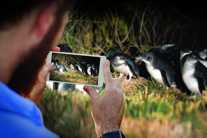 Otago Peninsula Wildlife Cruise with Monarch - The Sum Up