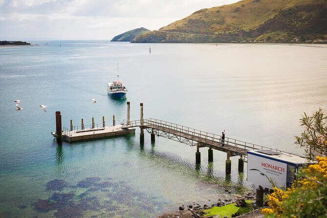 Otago Peninsula Wildlife Tour & Cruise - Who Would Love This Tour?