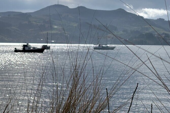 Otago Peninsula's Hidden Gems: A Self Guided Driving Tour - Is This Tour Right for You?  