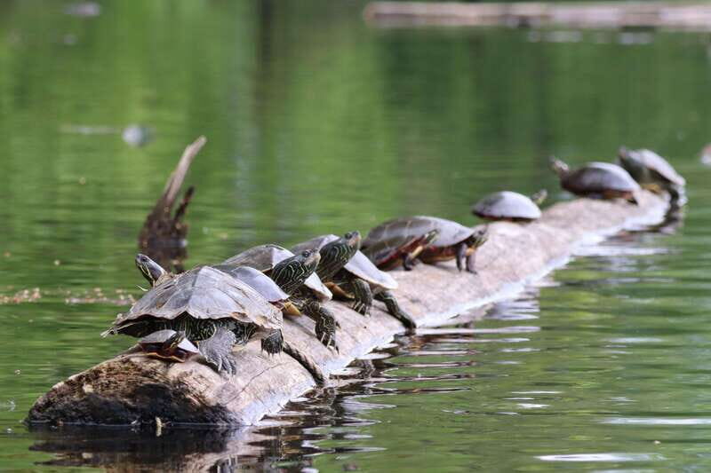Ottawa: Ecological Reserve Kayak Tour with Turtle Sightings - Key Points