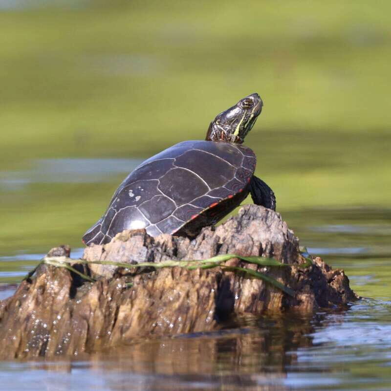 Ottawa: Ecological Reserve Kayak Tour with Turtle Sightings - Experience Overview and Itinerary