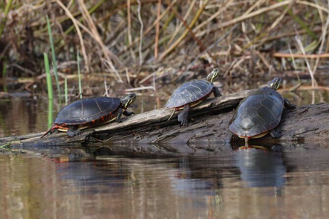 Ottawa Ecological Reserve Kayak Tour with TURTLE Sightings - FAQ