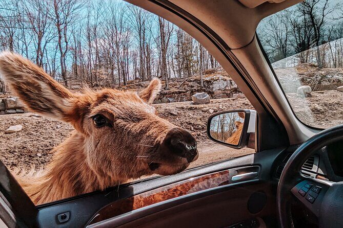 Ottawa Parc Omega Private Tour with Hotel Transfer - Ottawa Parc Omega Private Tour with Hotel Transfer Review