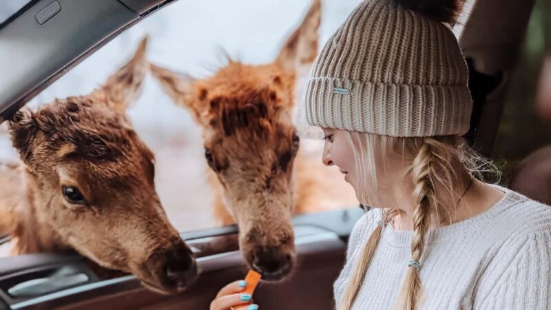 Ottawa: Private Wildlife Adventure Safari in Parc Omega - Key Points