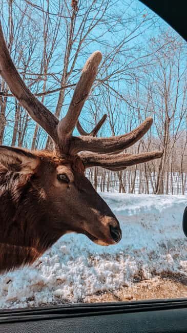 Ottawa: Private Wildlife Adventure Safari in Parc Omega - Seasonal Magic at Parc Omega