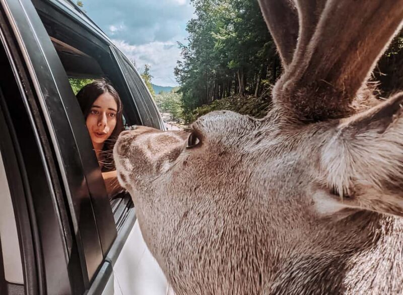 Ottawa: Private Wildlife Adventure Safari in Parc Omega - Authentic, Interactive Wildlife Experience