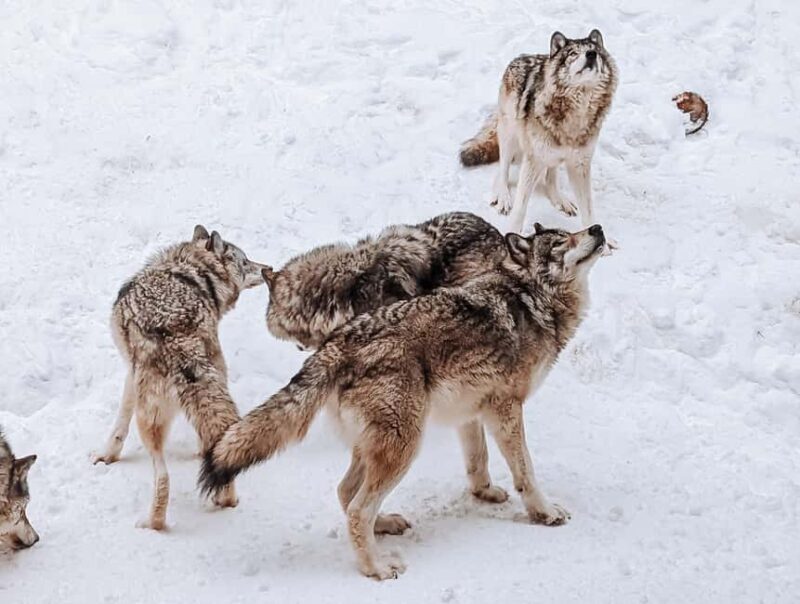 Ottawa: Private Wildlife Adventure Safari in Parc Omega - FAQs