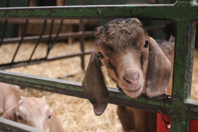 Ottawa Valleyview Little Animal Farm Tour - Who Will Love This Tour?