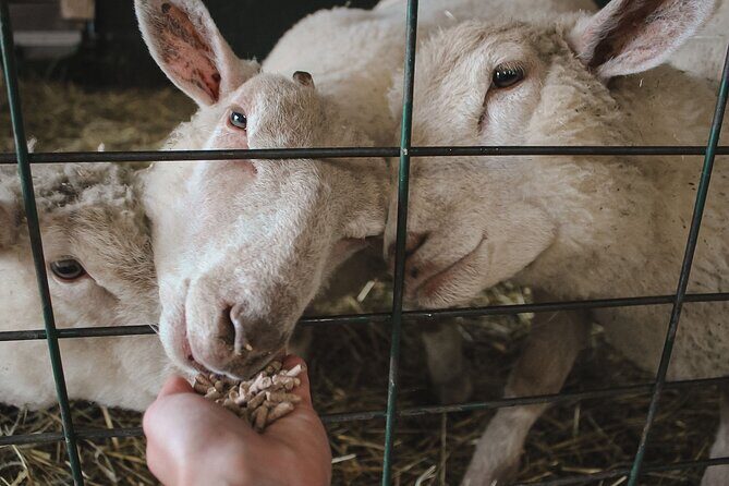 Ottawa Valleyview Little Animal Farm Tour - FAQ