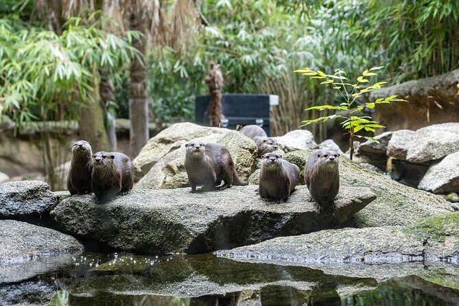 Otter Experience at Melbourne Zoo - excl. entry - What’s Included and What’s Not