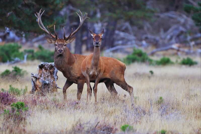 Otterlo: De Hoge Veluwe National Park Entry Ticket - Who Will Love This Experience?