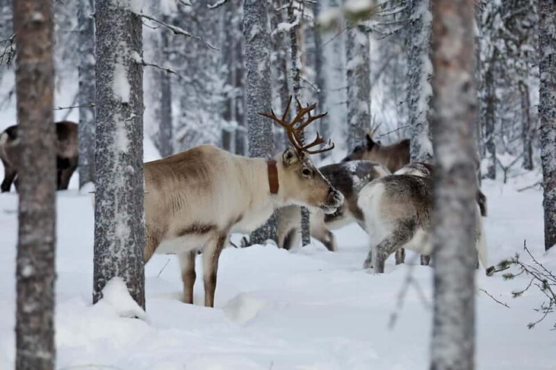 Oulu: Reindeers & Christmas Trees - Practical Details That Matter