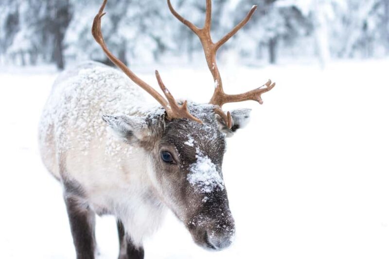 Oulu: Reindeers & Christmas Trees - Who Is This Tour Best For?