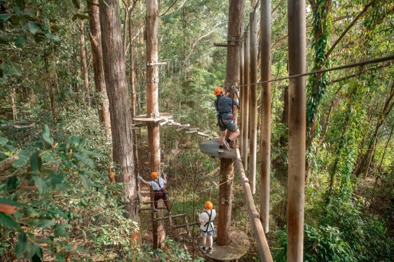 Ourimbah: Central Coast Treetops Adventure Tree Ropes Course - An In-Depth Look at the Experience