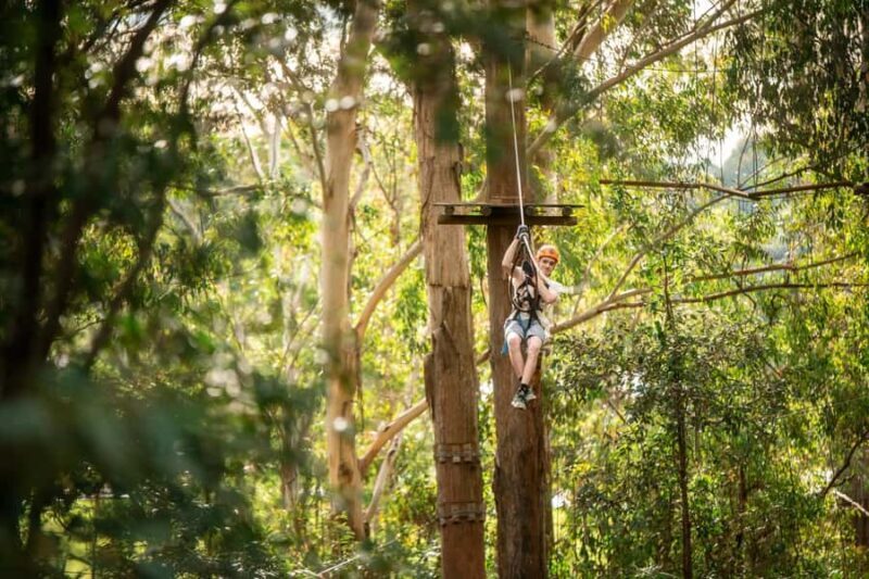 Ourimbah: Central Coast Treetops Adventure Tree Ropes Course - Who Should Consider This Tour