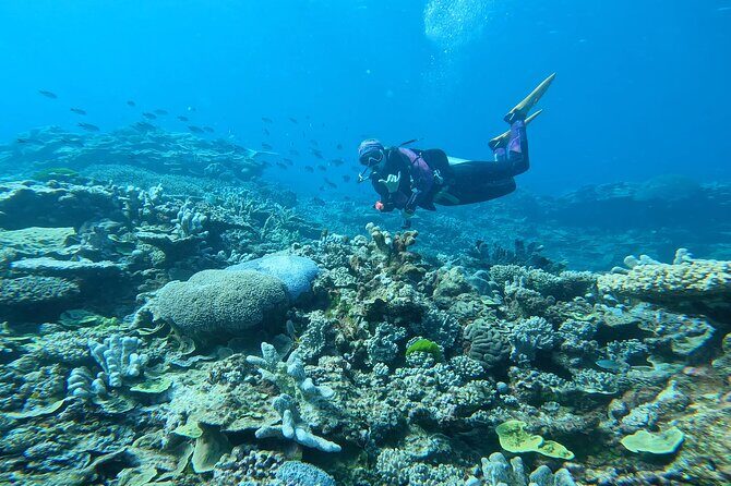 Outer Reef Scuba Diving Day Tour from Agnes Water 1770 - Who Will Love This Tour?