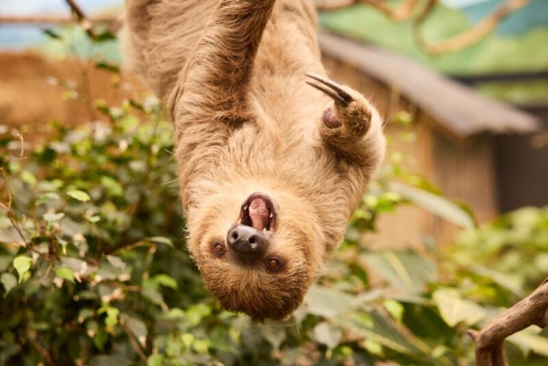 Overloon: ZooParc Entrance Ticket - Overloon: ZooParc Entrance Ticket Review