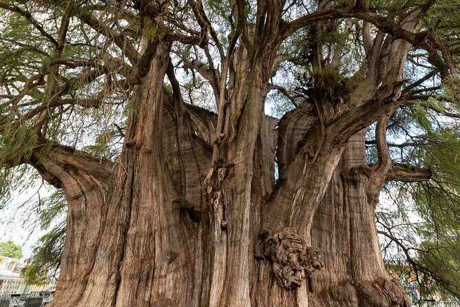 Overnight 2-Day Experience in Beautiful Oaxaca - What to Expect From This Tour