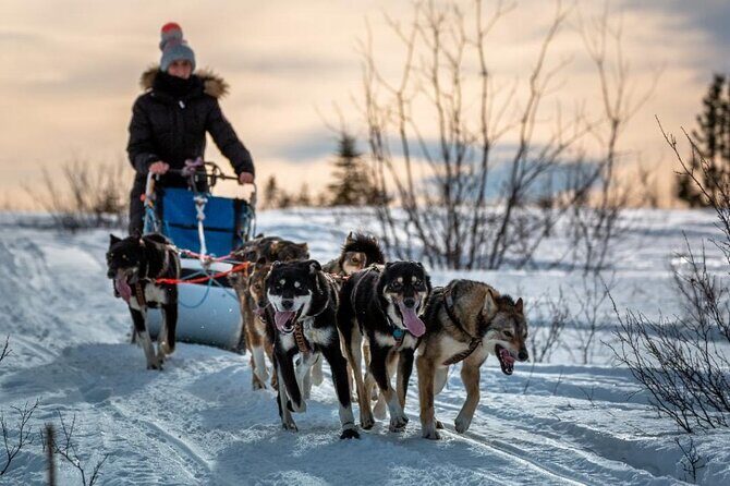 Overnight Dog Sledding Adventure - Key Points