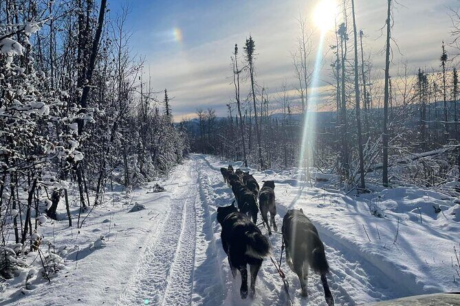 Overnight Dog Sledding Adventure - What to Expect from the Overnights and Day Activities