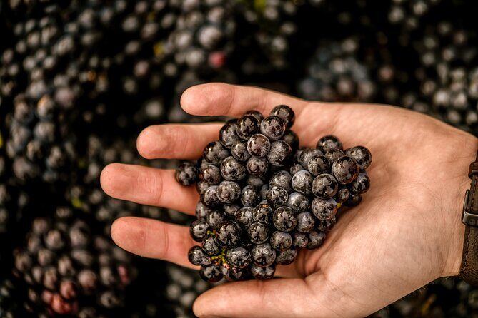 Owners vineyard tour and tasting at Oastbrook - The Sum Up