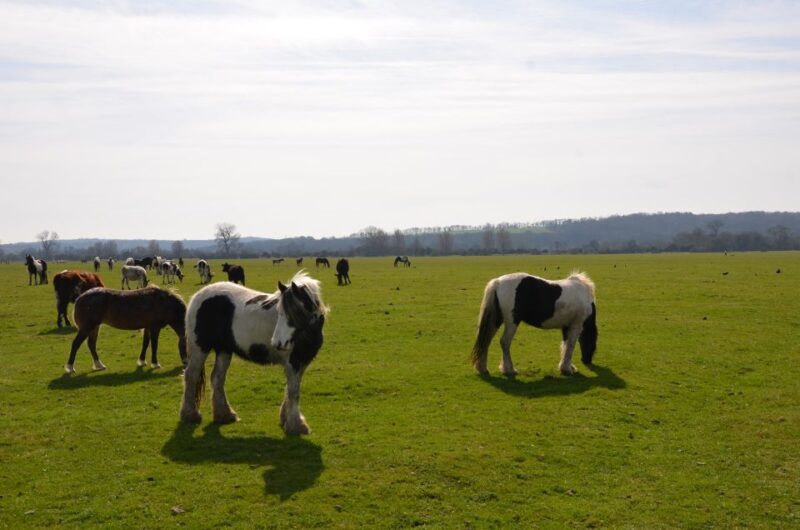 Oxford: City Bike Tour with Student Guide - Key Points