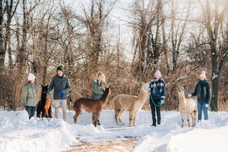 Oxford County, ON: Alpaca Farm Walk & Learning Experience - What Makes This Alpaca Experience Special?