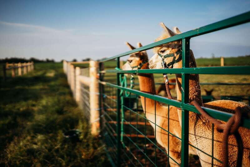Oxford County, ON: Alpaca Farm Walk & Learning Experience - The Value of the Experience