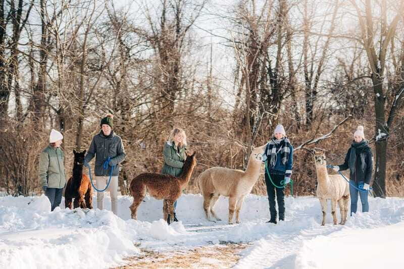 Oxford County, ON: Alpaca Farm Walk & Learning Experience - Practical Details & Tips