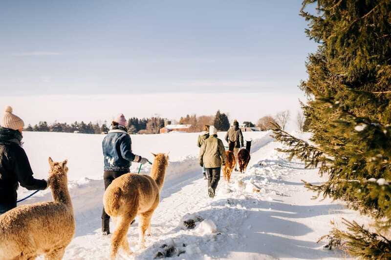 Oxford County, ON: Alpaca Farm Walk & Learning Experience - FAQ