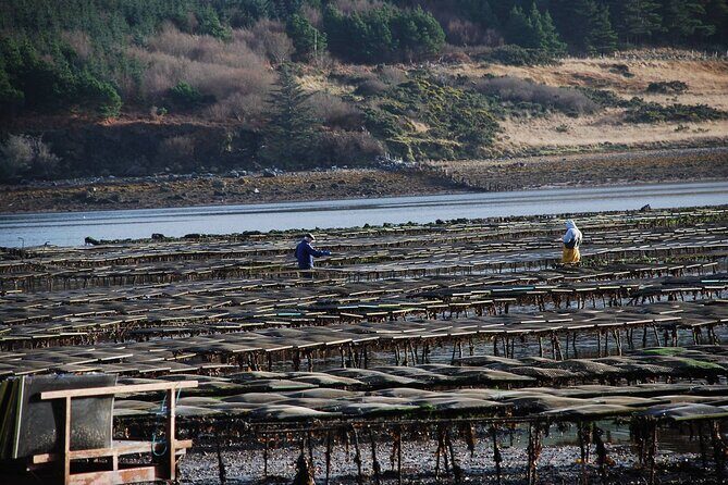 Oyster Farm and Tasting Experience - Key Points