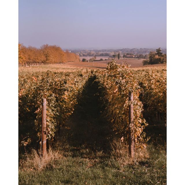 Ozzano Emilia: Guided Cellar Walking Tour with Wine Tasting - Why This Tour Is a Great Choice