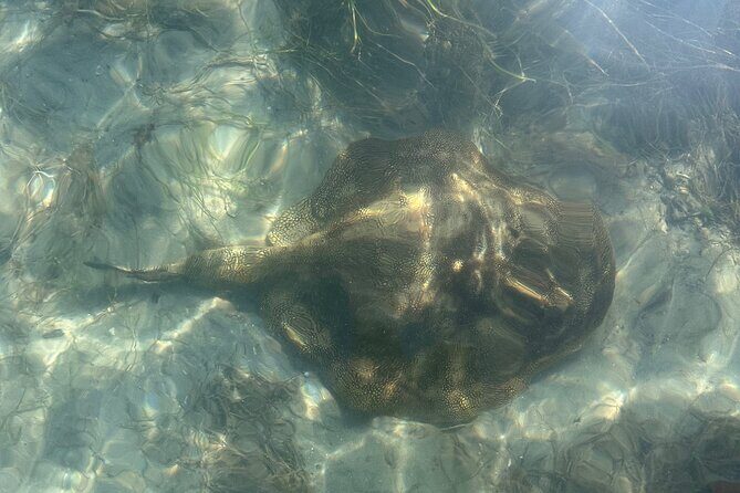 Paddle Board Picnic Peanut Island Palm Beach Singer Island - Who Will Love This Experience?