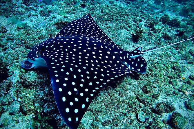 Paddleboard and Snorkeling Experience in Los Arcos - Who Is This Tour Perfect For?