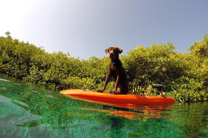 Paddleboard Cenote Tour - FAQ