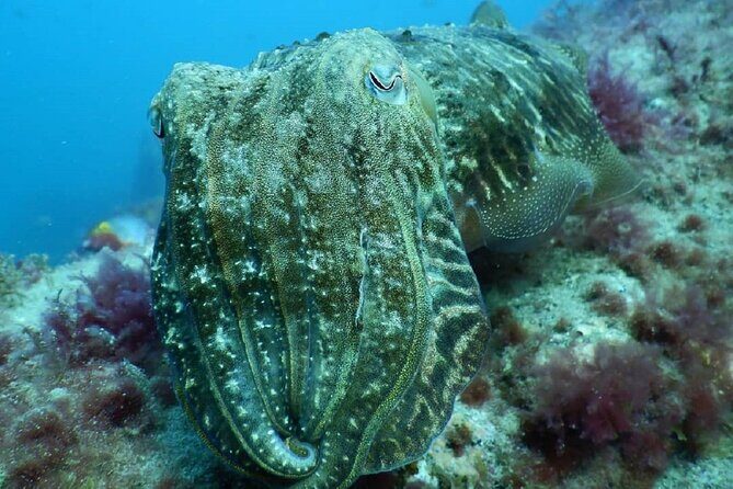 PADI Advanced Diving Course in Gran Canaria - What the itinerary looks like