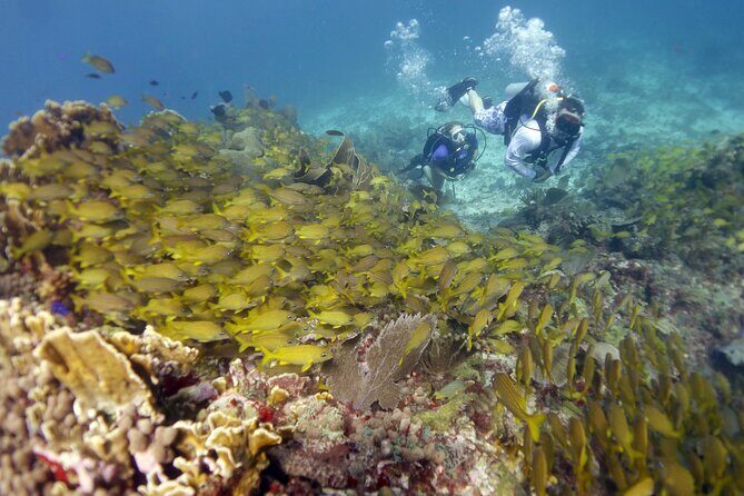 PADI Discover Scuba Diving for divers without certification - FAQs