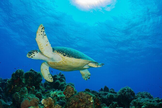 PADI Discover Scuba Diving Program in the Riviera Maya - The Value of This Experience