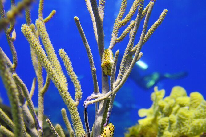 PADI Discover Scuba Diving Tour in Cozumel - Final Thoughts