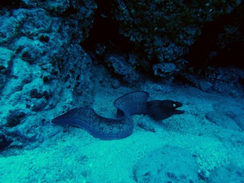 PADI Open Water Course in 3 Days - FAQ