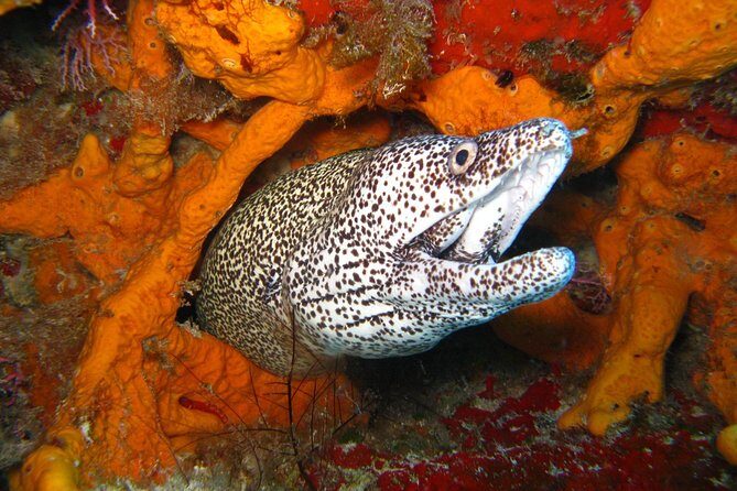 PADI Open Water Course in Costa Adeje - What to Expect from the PADI Open Water Course