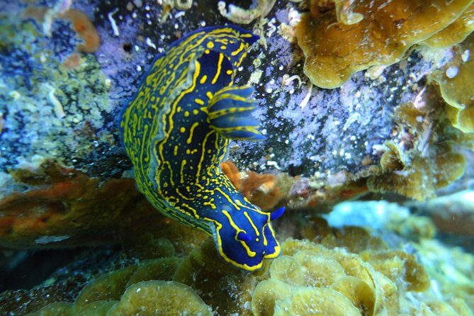 PADI Open Water Course in Costa Adeje - The Real Value of the Course