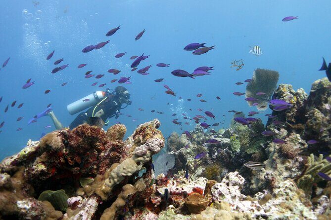 PADI Open Water Diver Course - FAQ