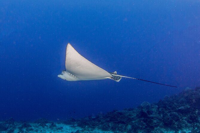 PADI Open Water Diver Course in the Riviera Maya - Frequently Asked Questions